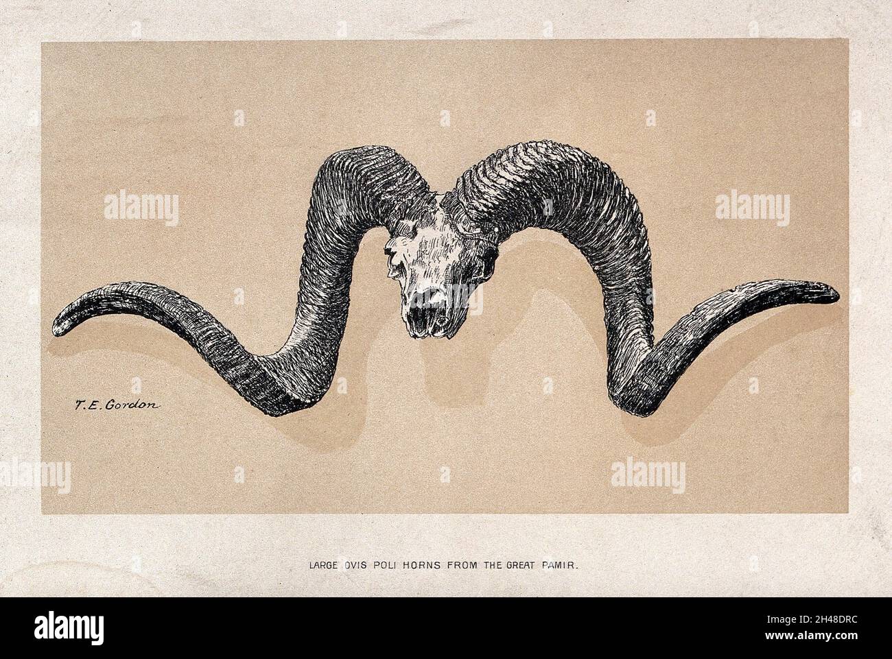 Large Ovis Poli horns from the Great Pamir. Colour lithograph by T.E ...