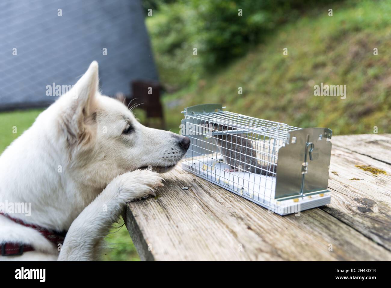 Glis glis hibernation hi-res stock photography and images - Alamy