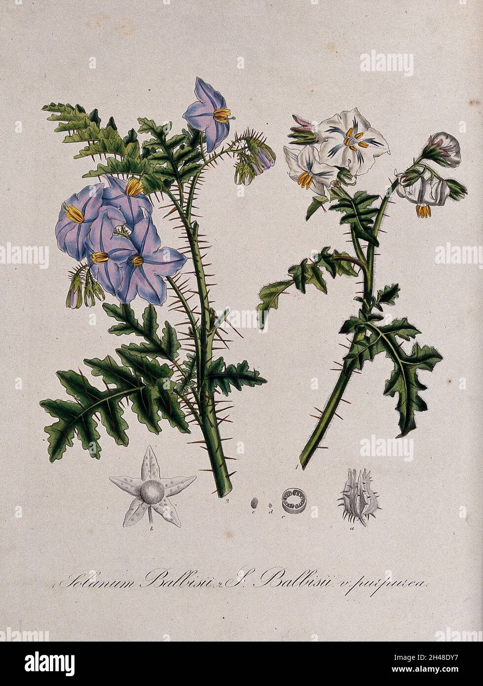 Two spiny plants (Solanum sisymbrifolium): flowering stems and floral ...