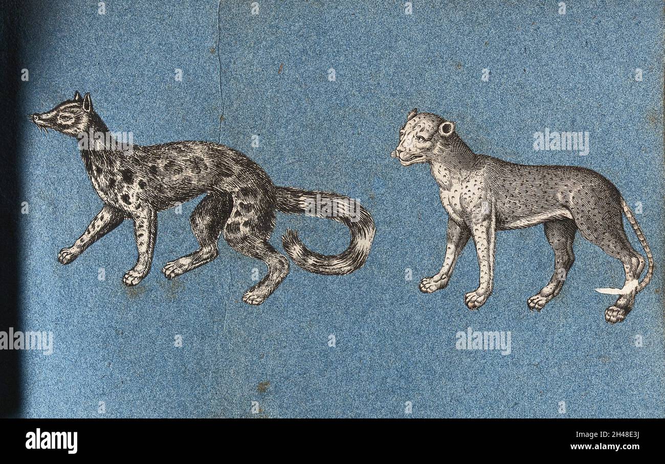 Cheetah engraving hi-res stock photography and images - Alamy