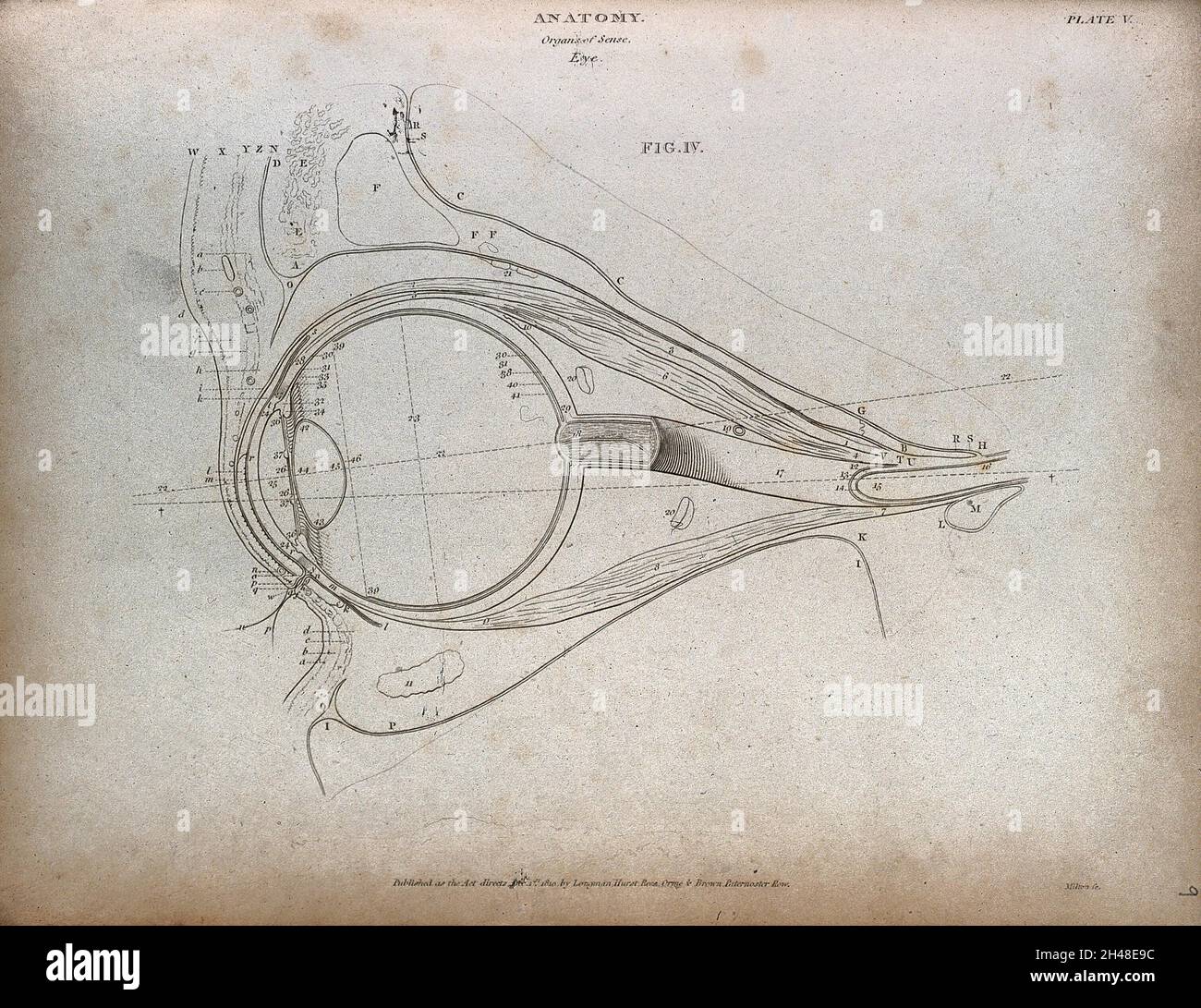 The human eye: outline diagram showing a cross-section through the eye ...