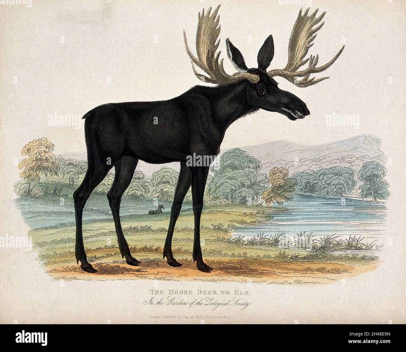 Zoological Society of London: a moose deer or elk. Coloured etching ...