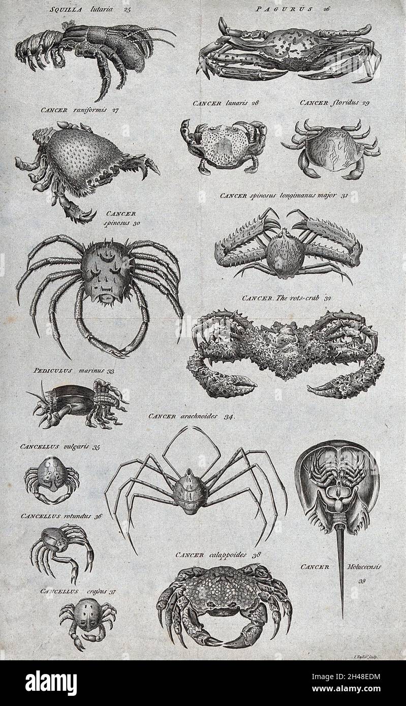 Thirteen types of crab and two other marine crustaceans. Engraving by I ...