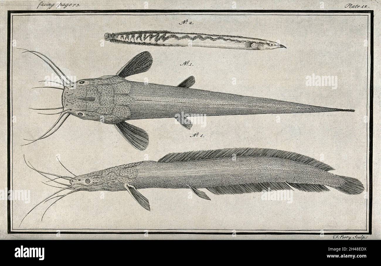 Three fish see from above. Etching by F. Perry Stock Photo - Alamy