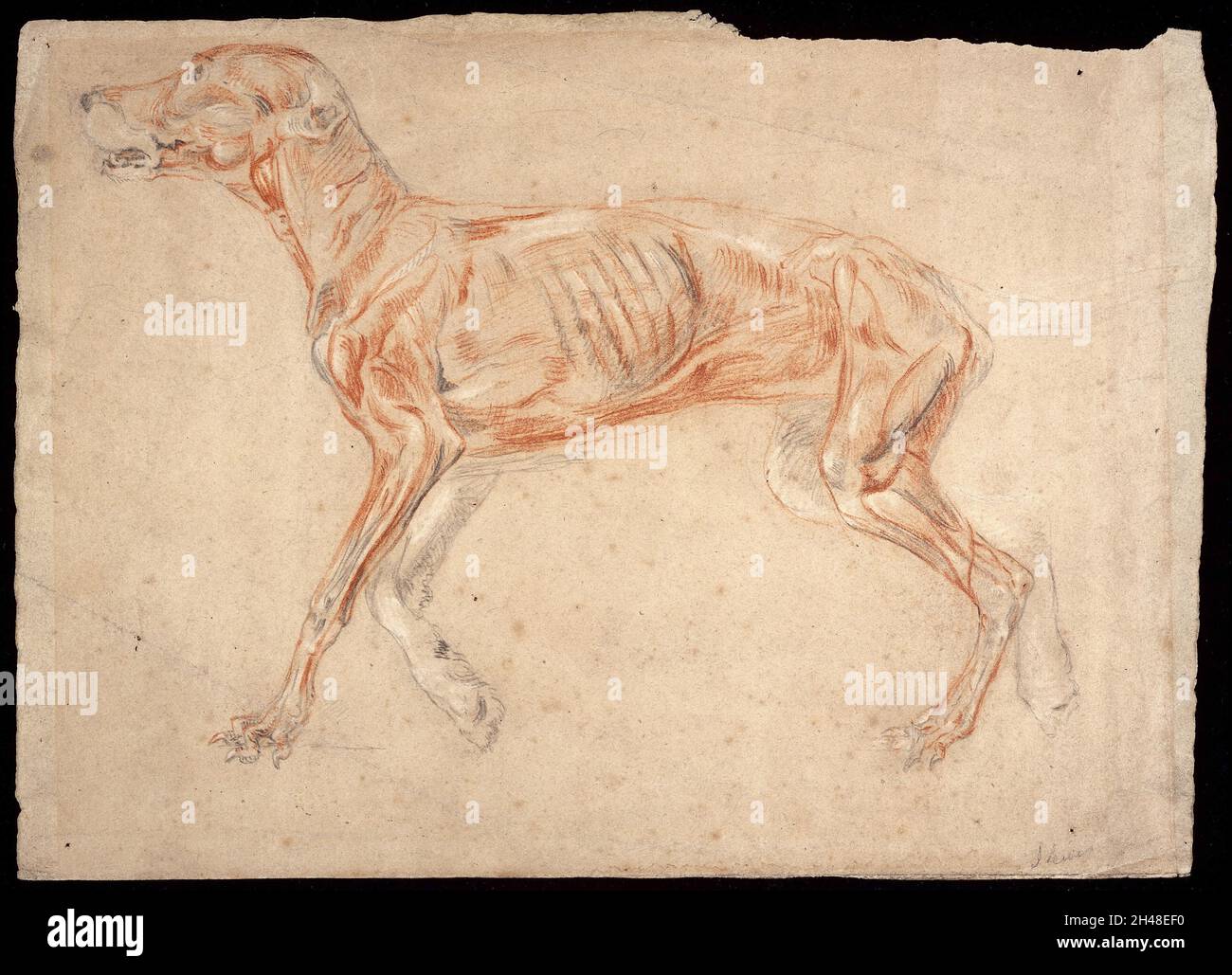 A greyhound, écorché. Chalk drawing attributed to J.F. Lewis Stock ...