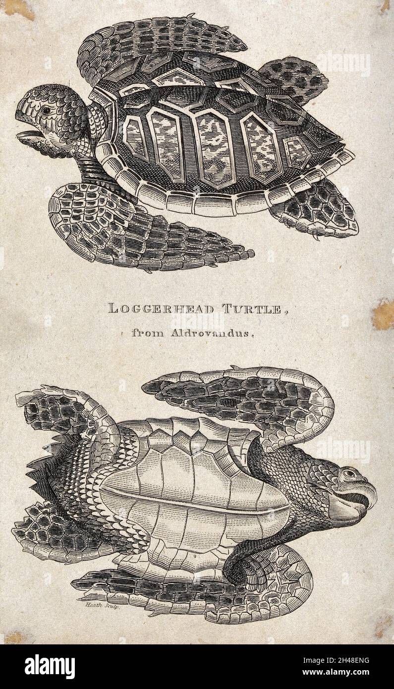 A loggerhead turtle seen from above and below. Etching by Heath Stock ...