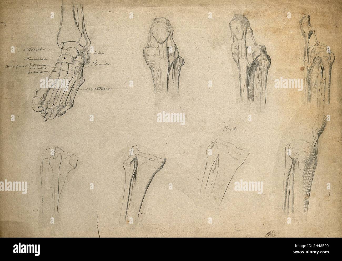 Bones of the foot, ankle and knee joint: eight figures. Pencil drawing ...