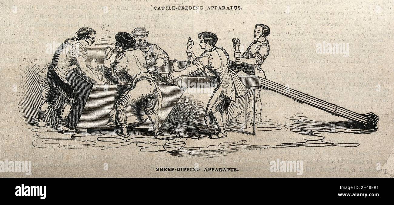 Sheep-dipping in progress using new equipment. Wood engraving, 1842 ...
