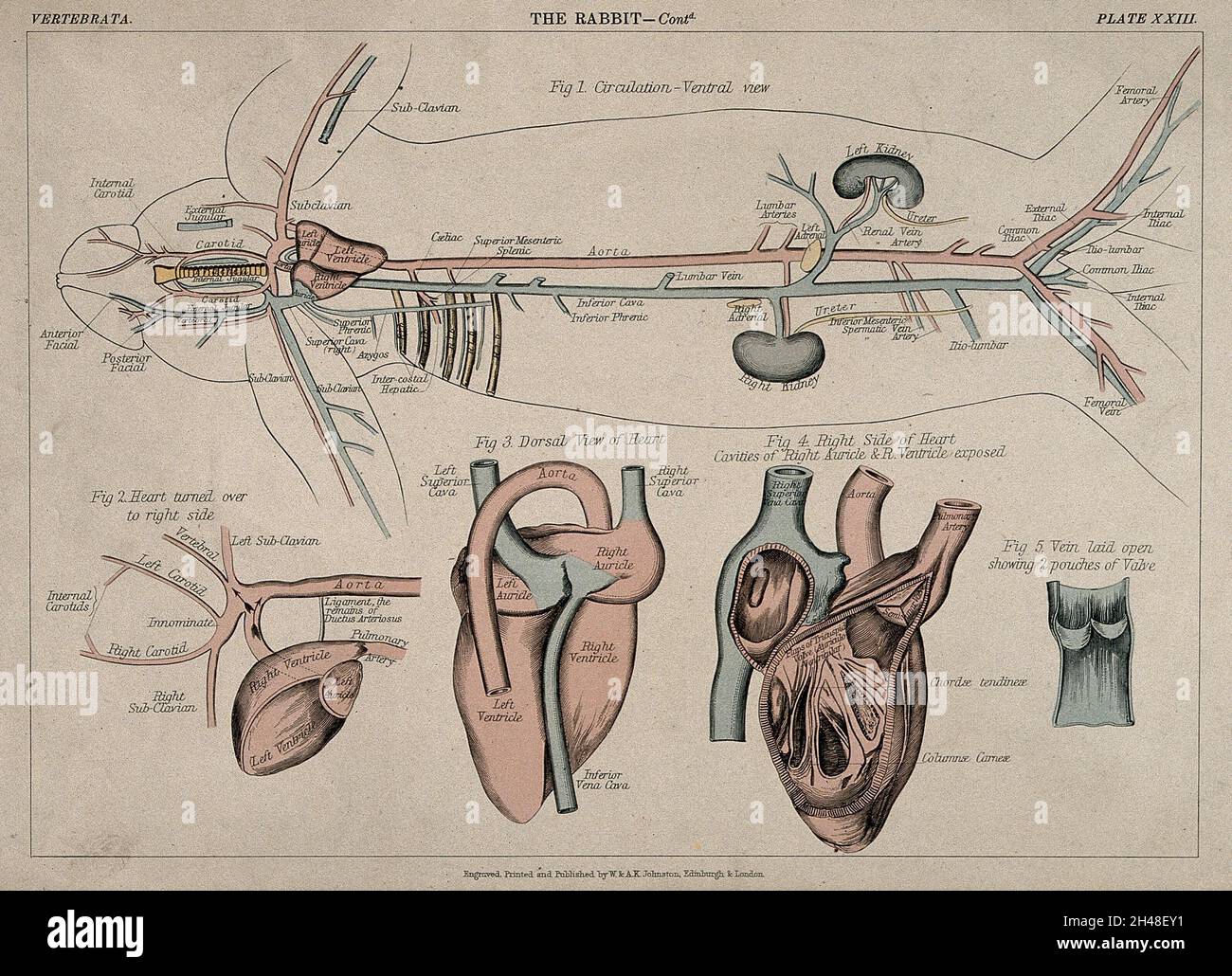 Circulatory system of a rabbit: five figures, including the details of ...