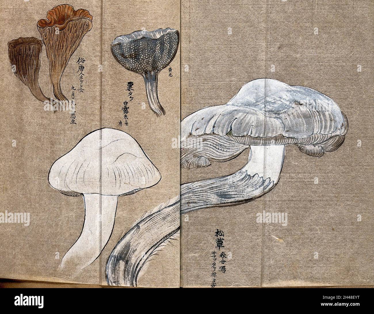 Three types of fungi, including a Cantharellus species. Watercolour ...