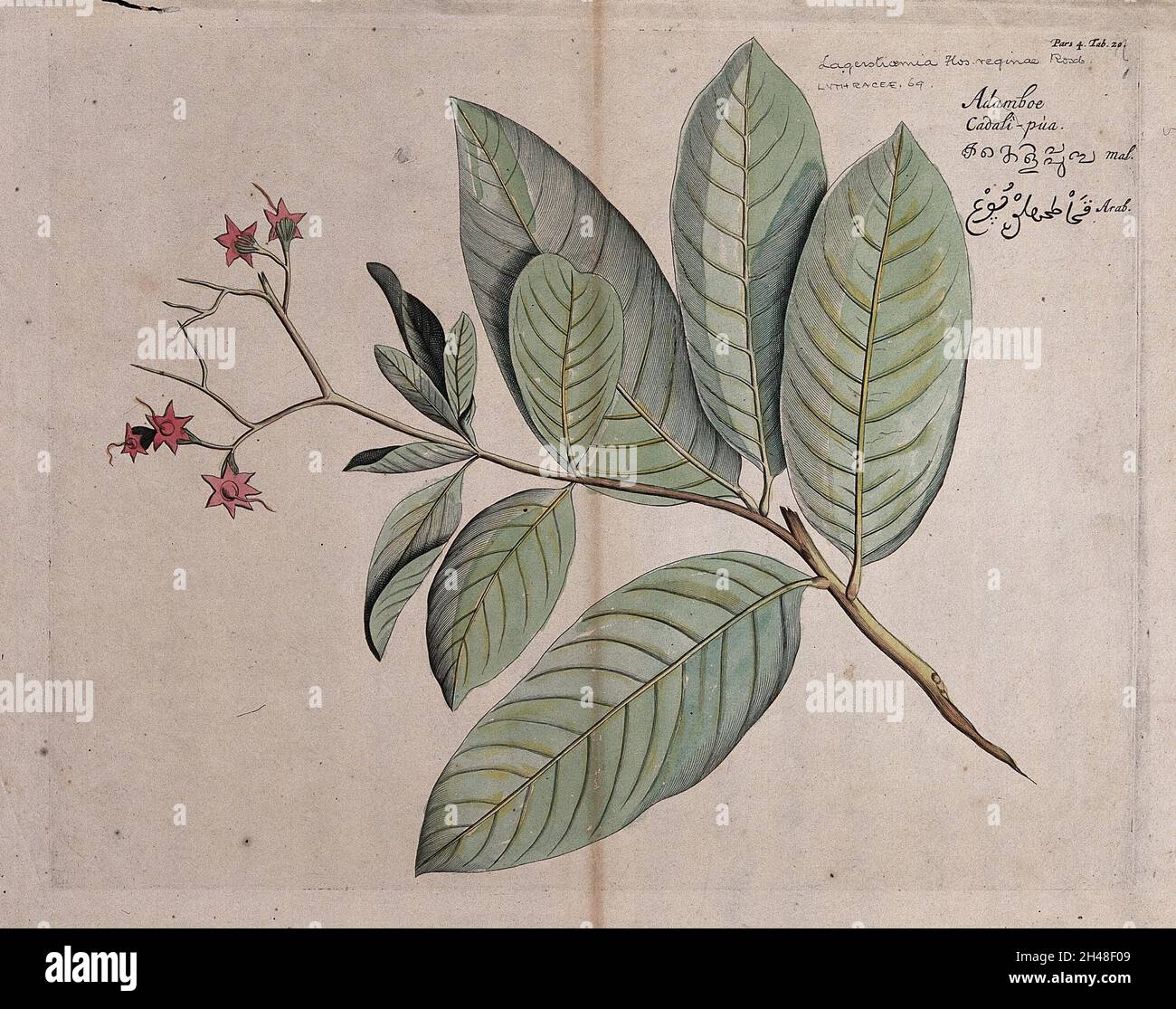 Pride-of-India, queen flower or pyinma (Lagerstroemia speciosa (L ...