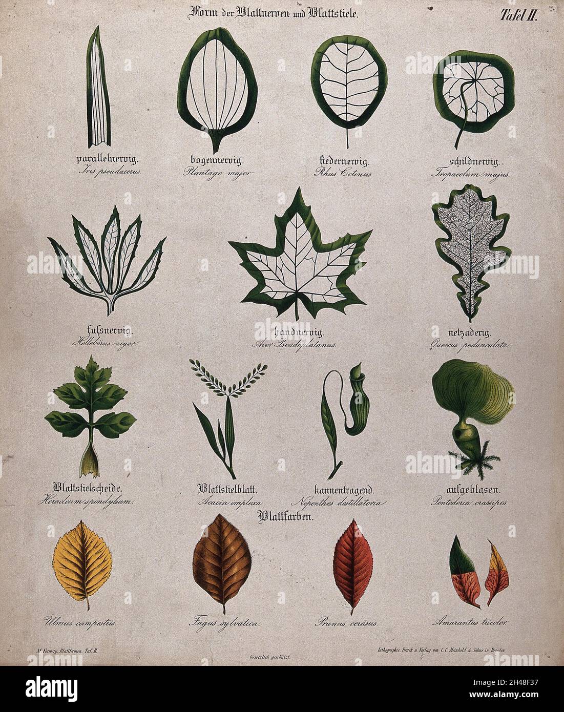 Fifteen plant leaves with different types of venation, stalk and autumn ...
