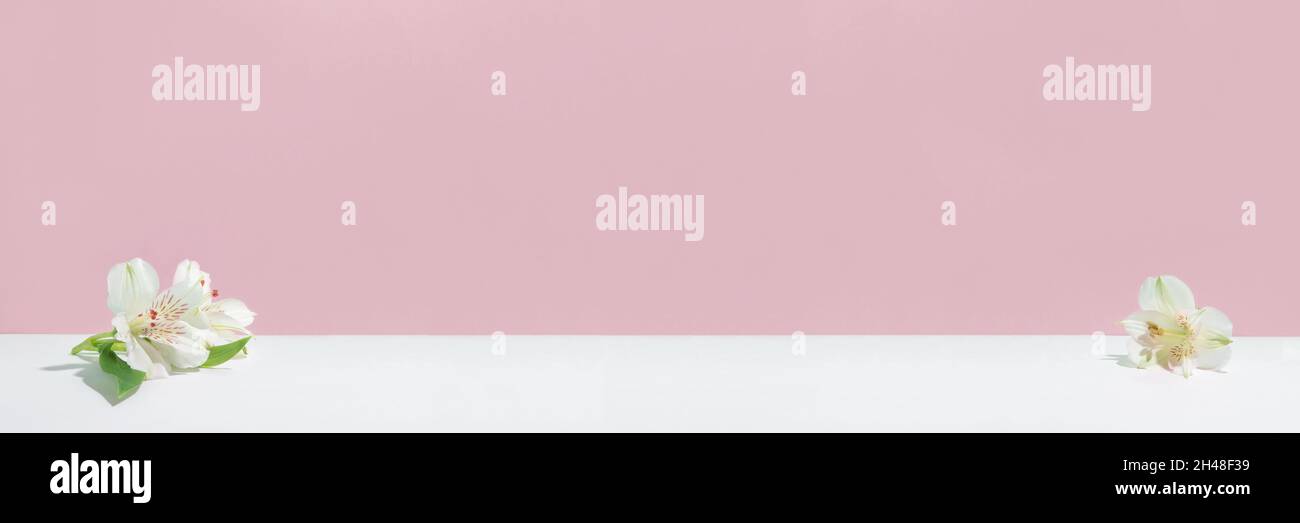 Natural light pink background with white flowers Stock Photo - Alamy