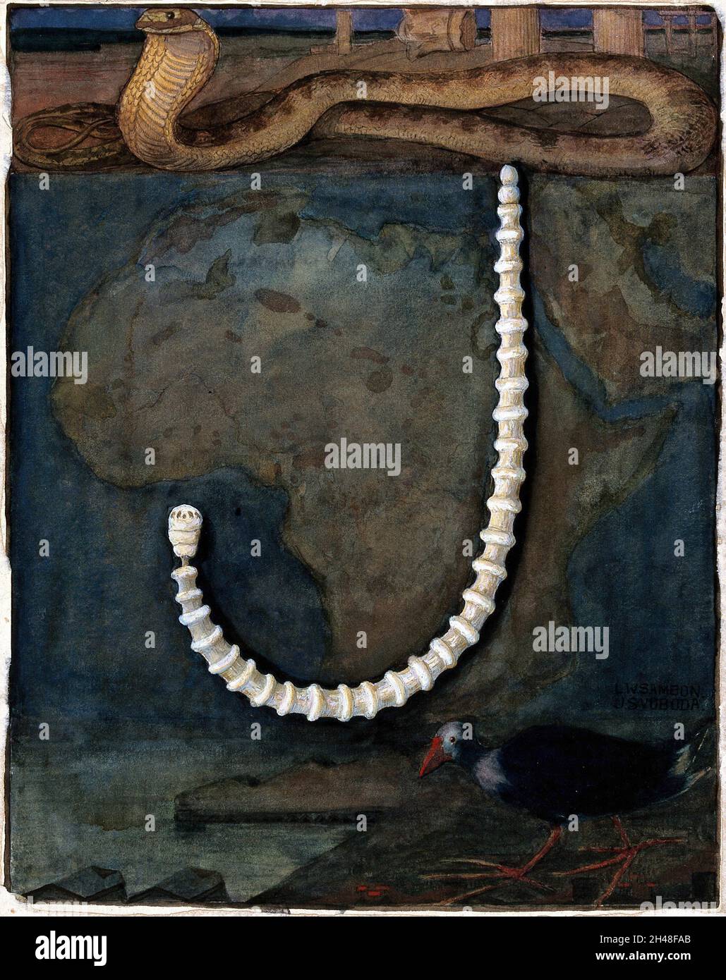 Parasites: a parasitical worm, shown much enlarged, with its hosts ...