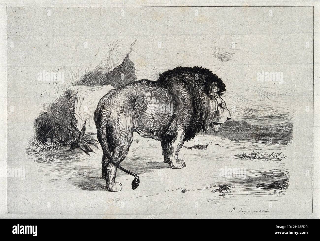 A lion (Felis leo). Etching by A Laneon after himself Stock Photo - Alamy