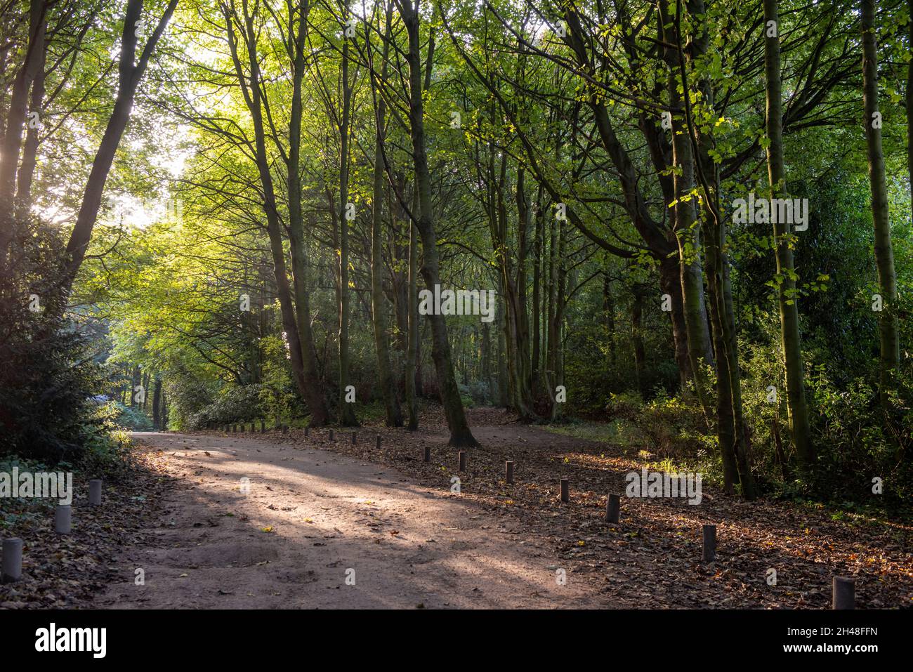 Autumn at Bestwood Country Park, Nottingham Nottinghamshire England UK ...
