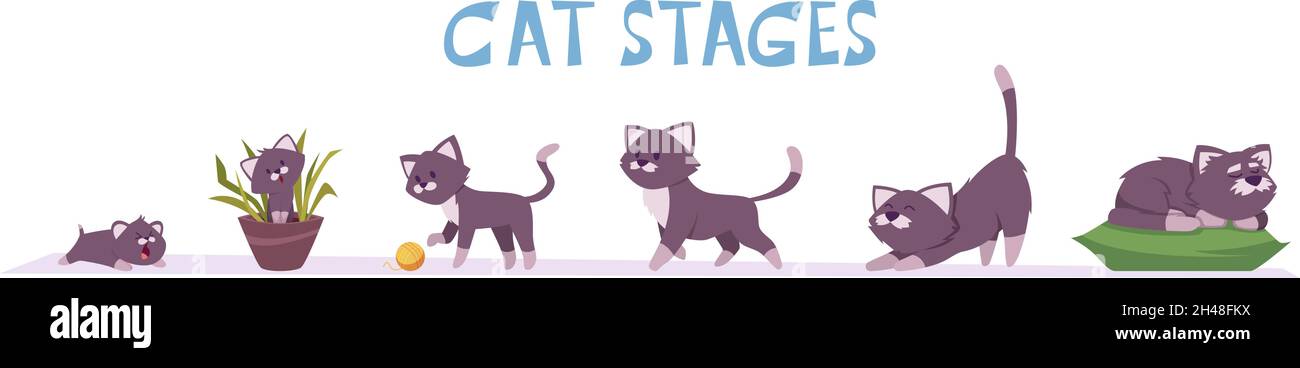 Cat growth stages. Small domestic animal playful and lying poses pets ...