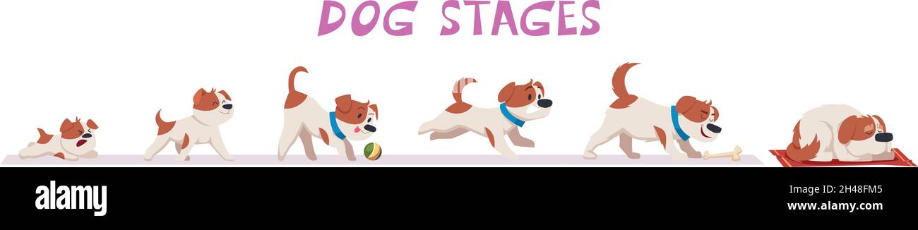 Dog growth. Puppy and old dog domestic funny animals in action poses ...