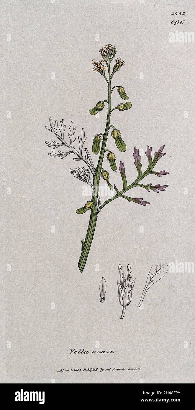 A plant (Vella annua): flowering stem and floral segments. Coloured ...