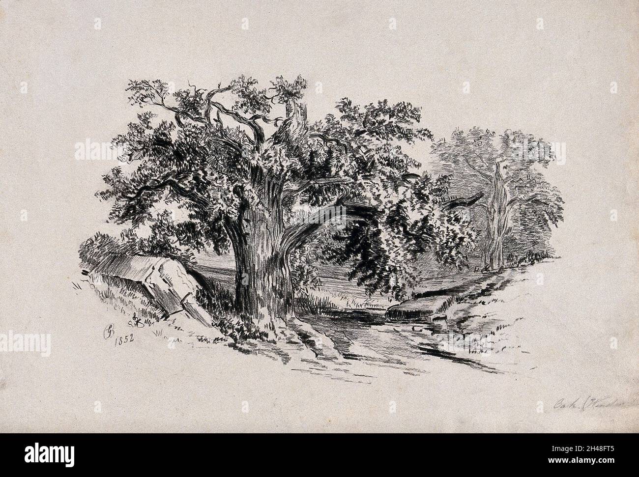 Old oak tree (Quercus species) in Windsor Forest. Charcoal drawing by G ...