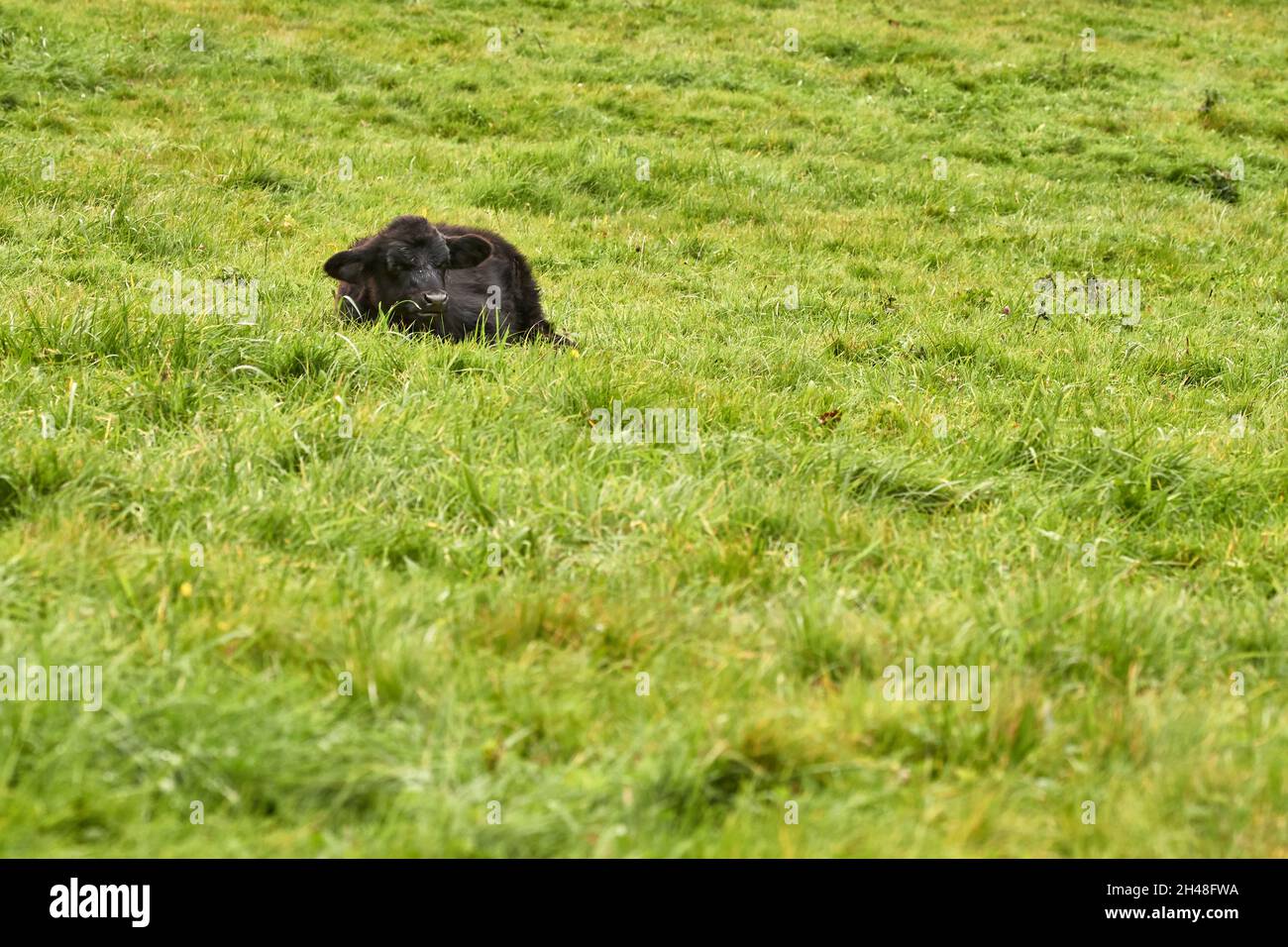 Calf lying grass cow hi-res stock photography and images - Alamy