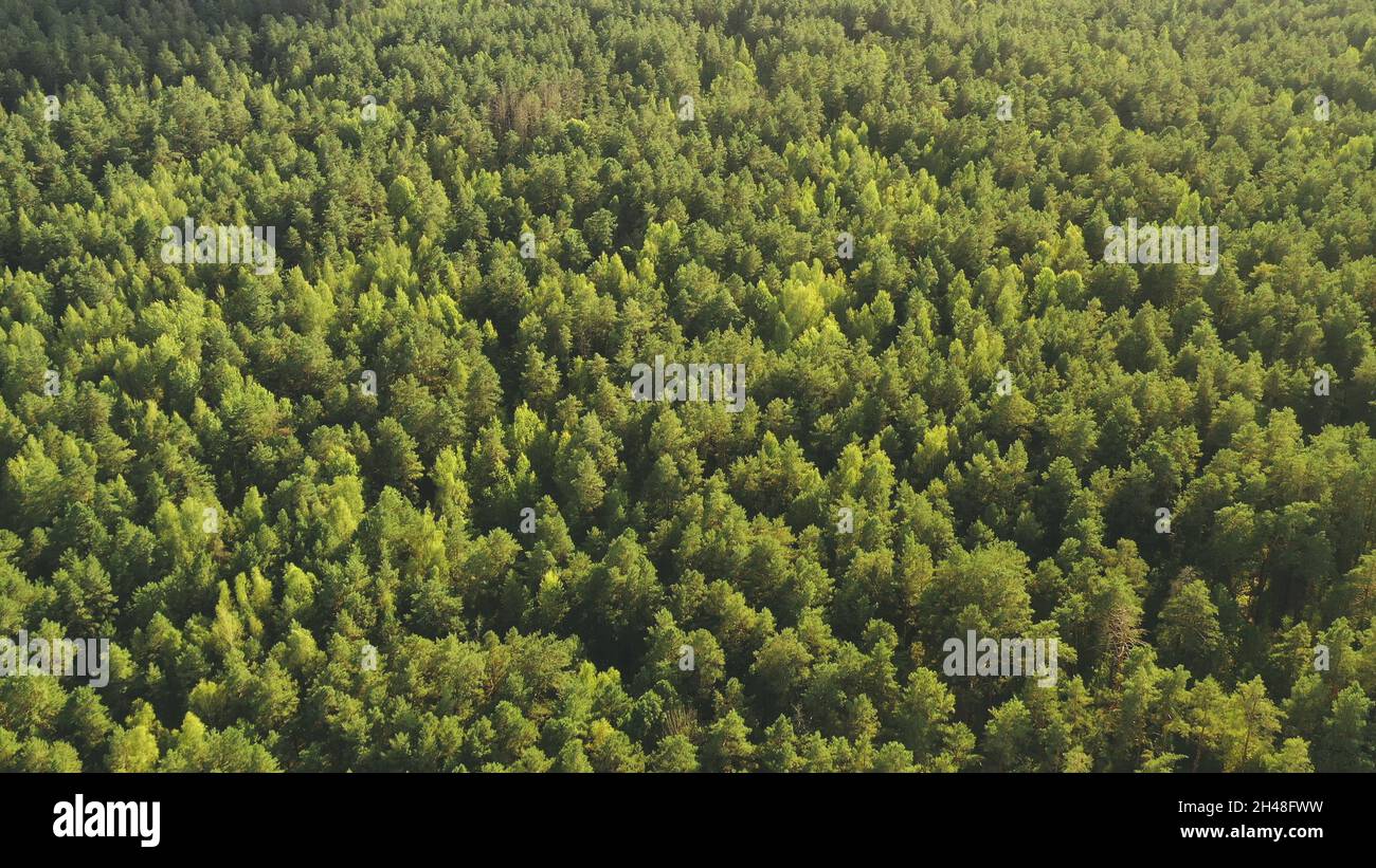 Aerial View Of Green Forest Landscape. Top View From High Attitude In Summer Evening. Natural ...