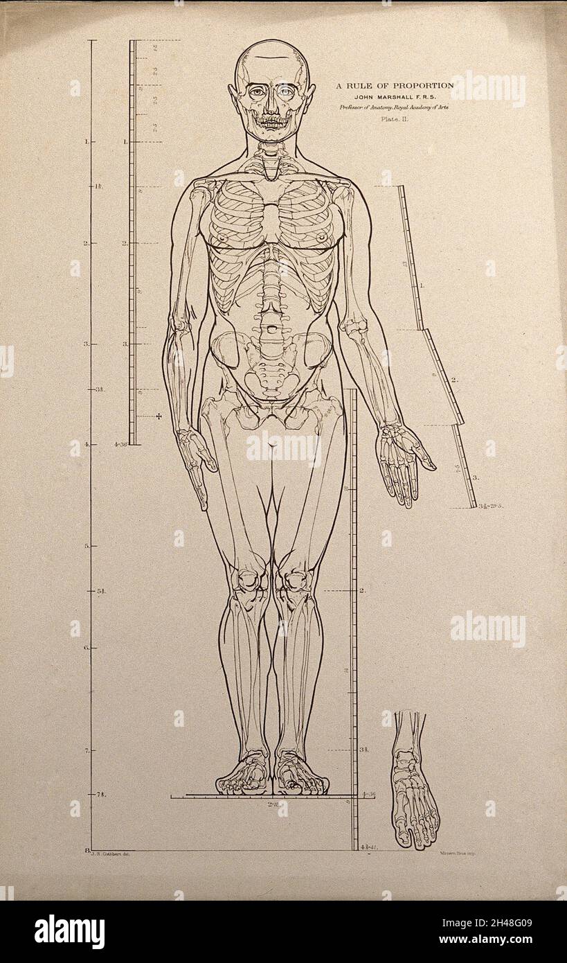 Standing male figure, front view, with scales of proportion ...