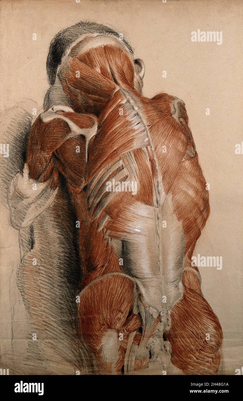 Trunk and neck of an écorché figure (life-size), lying prone: the ribs ...