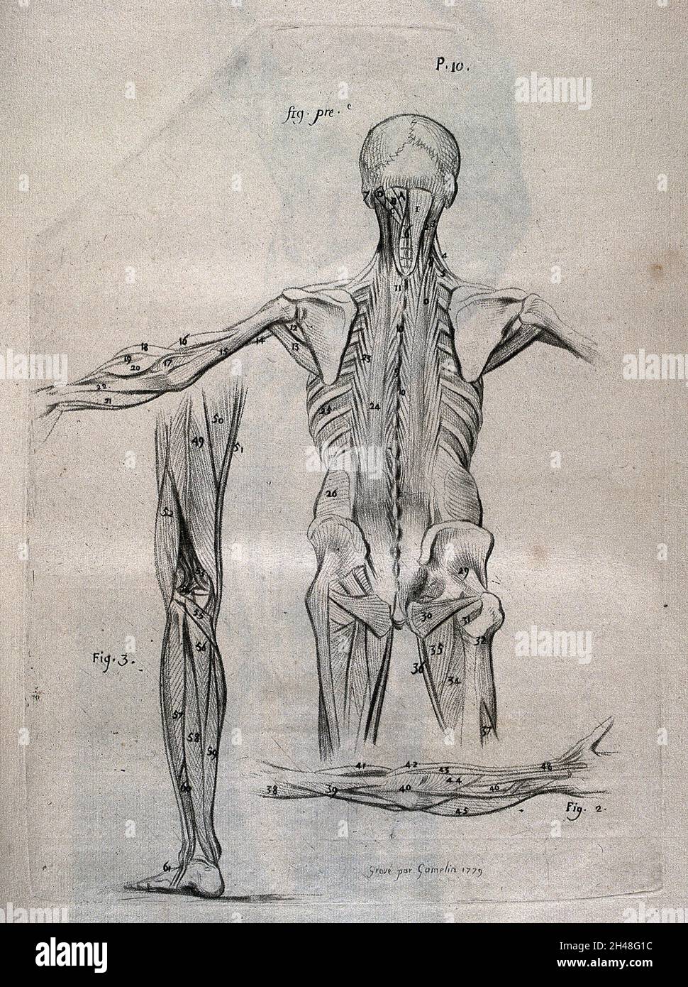 A standing écorché figure, seen from behind, showing the bone structure ...