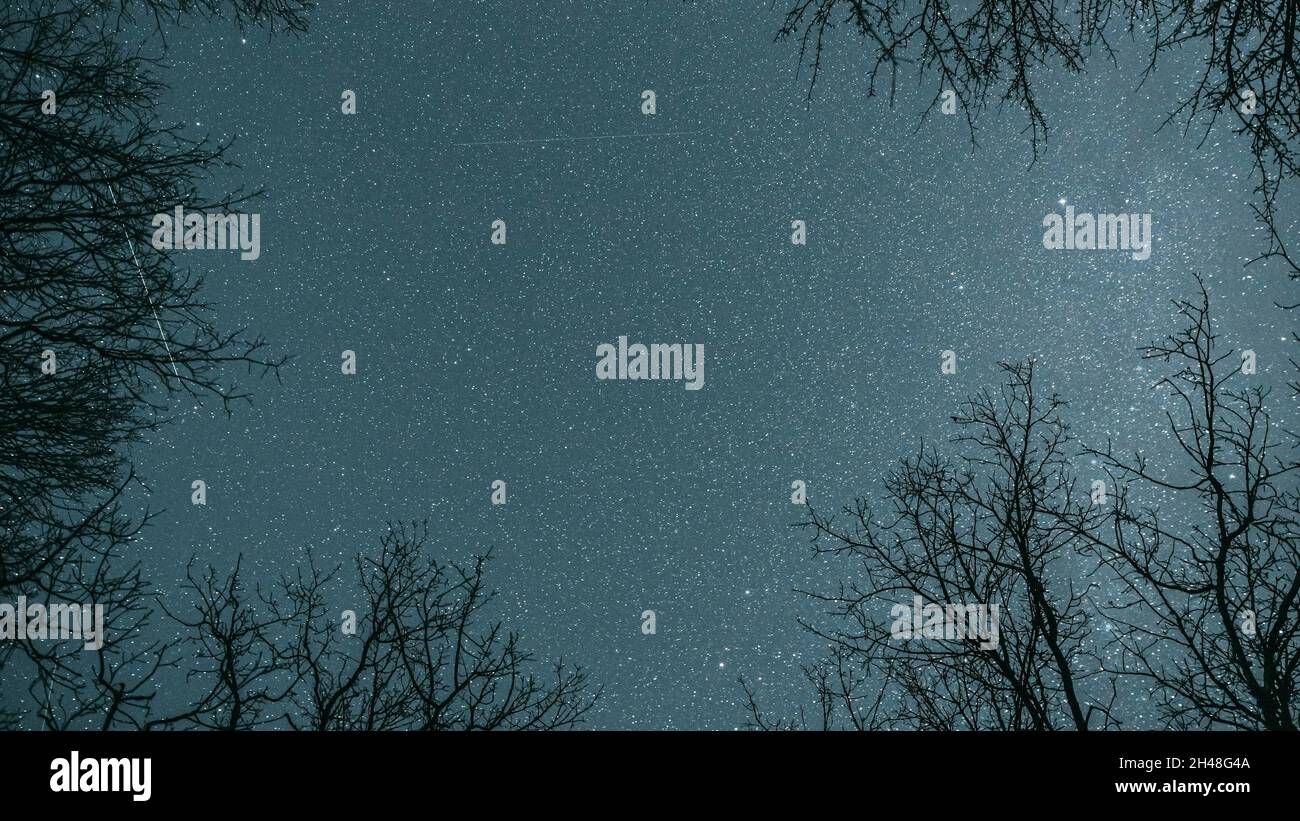 Night Sky Stars Above Oak Trees Branches In Early Spring. Natural ...