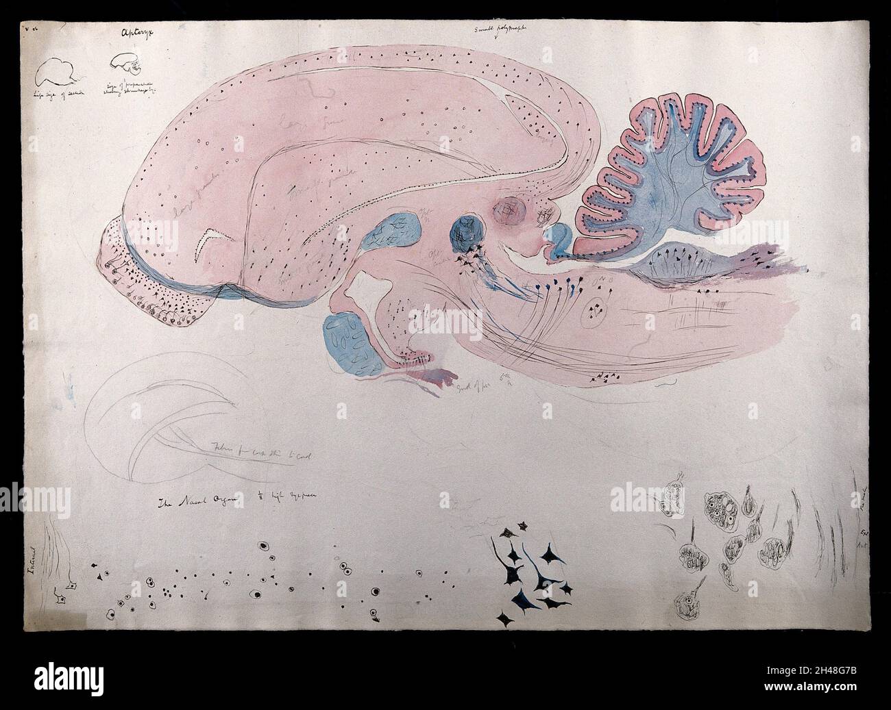 Brain of an apteryx (kiwi): figures showing dissections of the brain ...