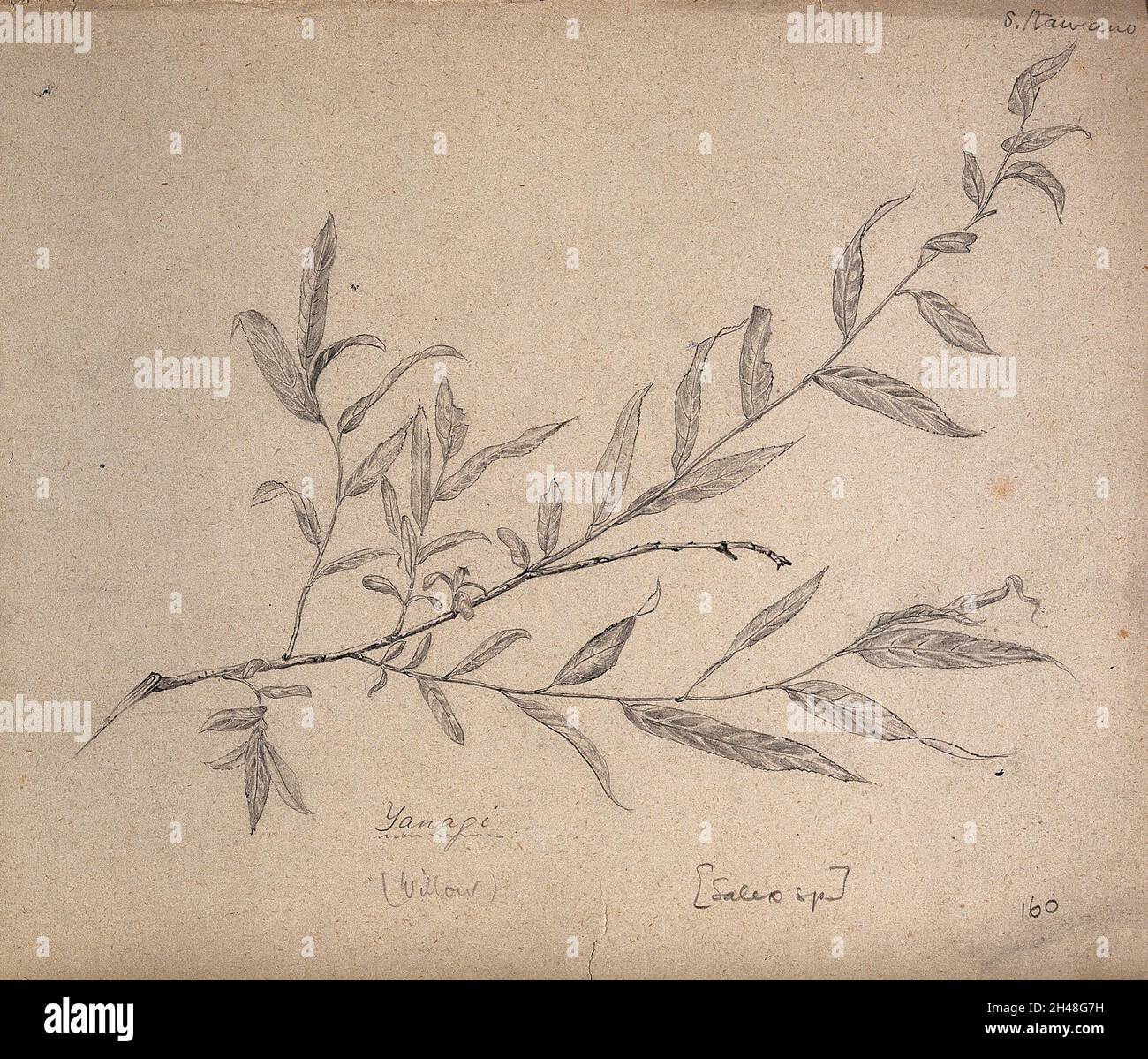 A willow (Salix species): branch with leaves. Pencil drawing by S ...