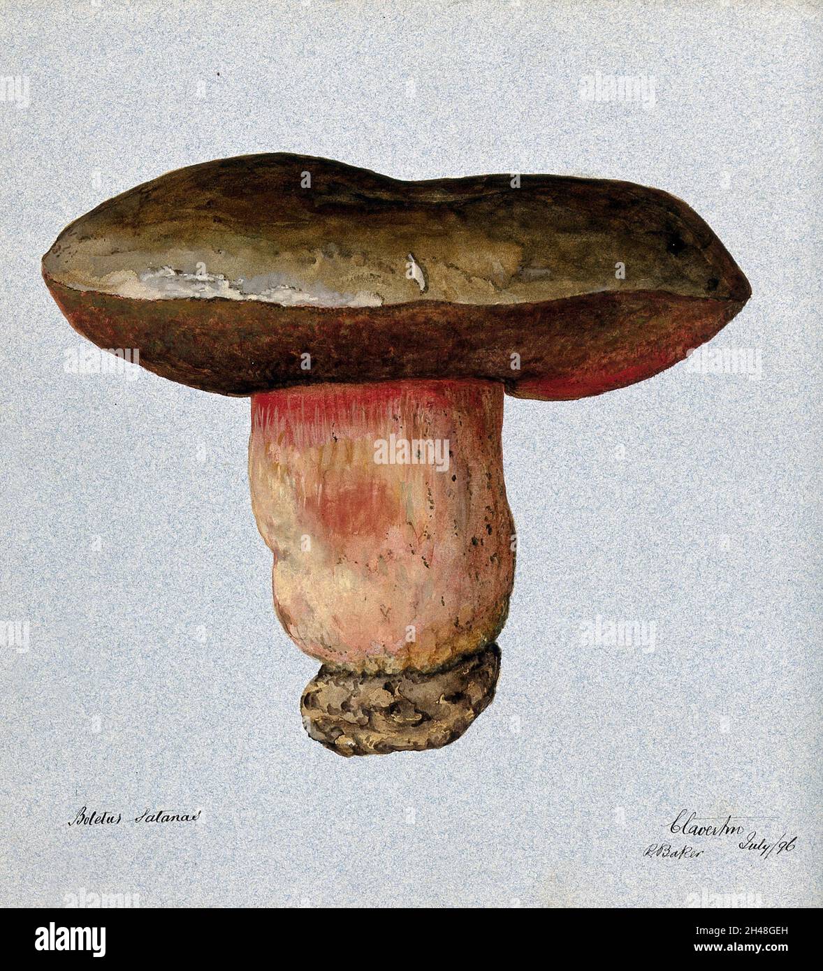 Devil's bolete fungus (Boletus satanus). Watercolour by R. Baker, 1896 ...