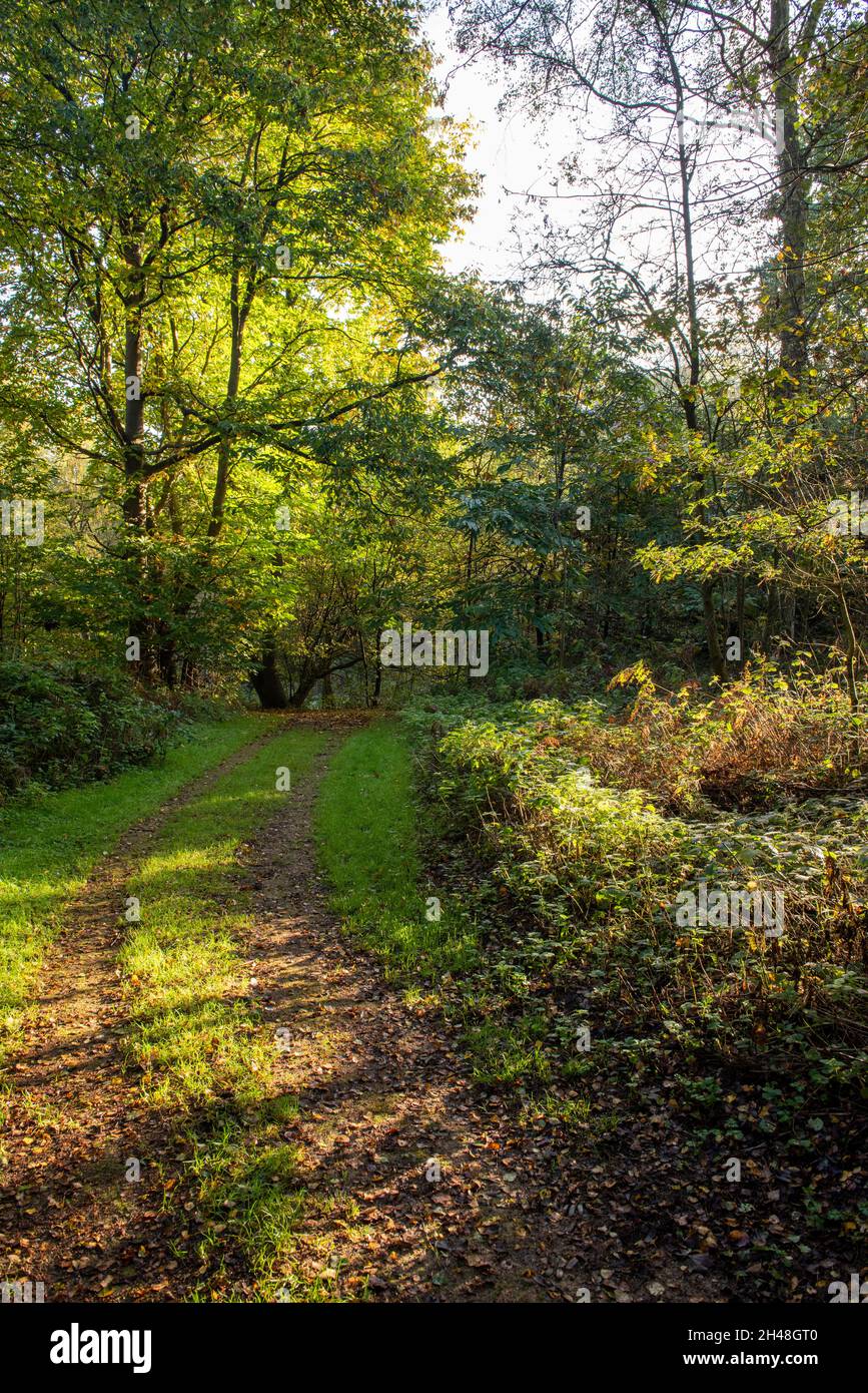 Autumn at Bestwood Country Park, Nottingham Nottinghamshire England UK ...