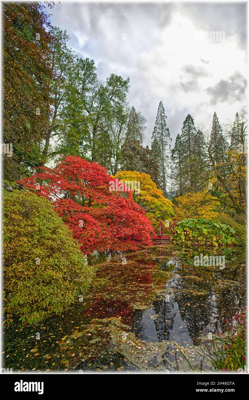 Redwood benmore botanic gardens hi-res stock photography and images - Alamy