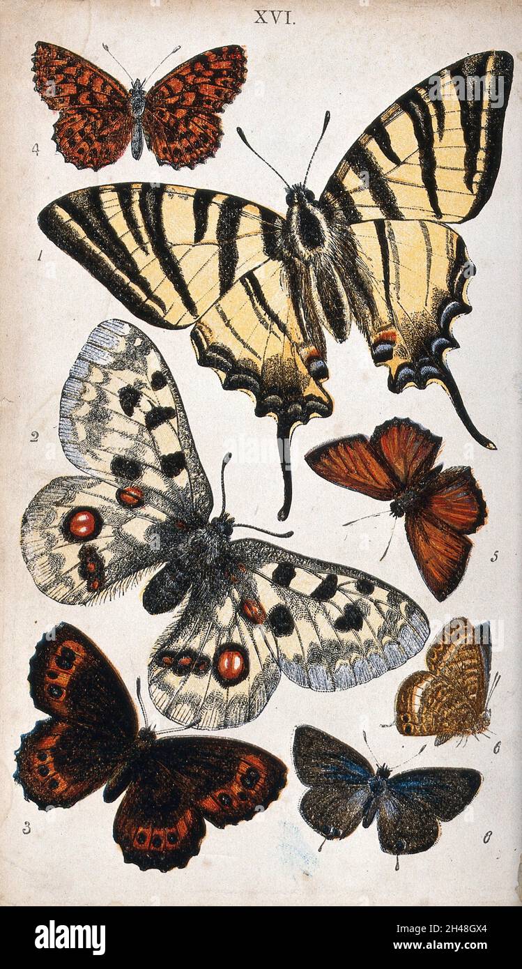 Six butterflies, including a swallowtail, fritillary and northern brown ...