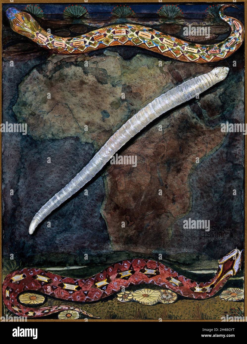 Parasites: a parasitical worm, shown much enlarged, with its hosts ...