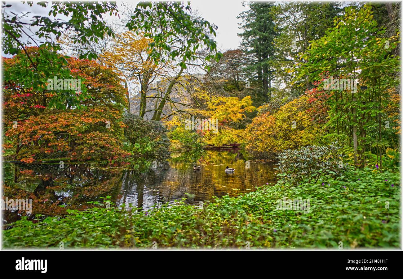 Redwood benmore botanic gardens hi-res stock photography and images - Alamy
