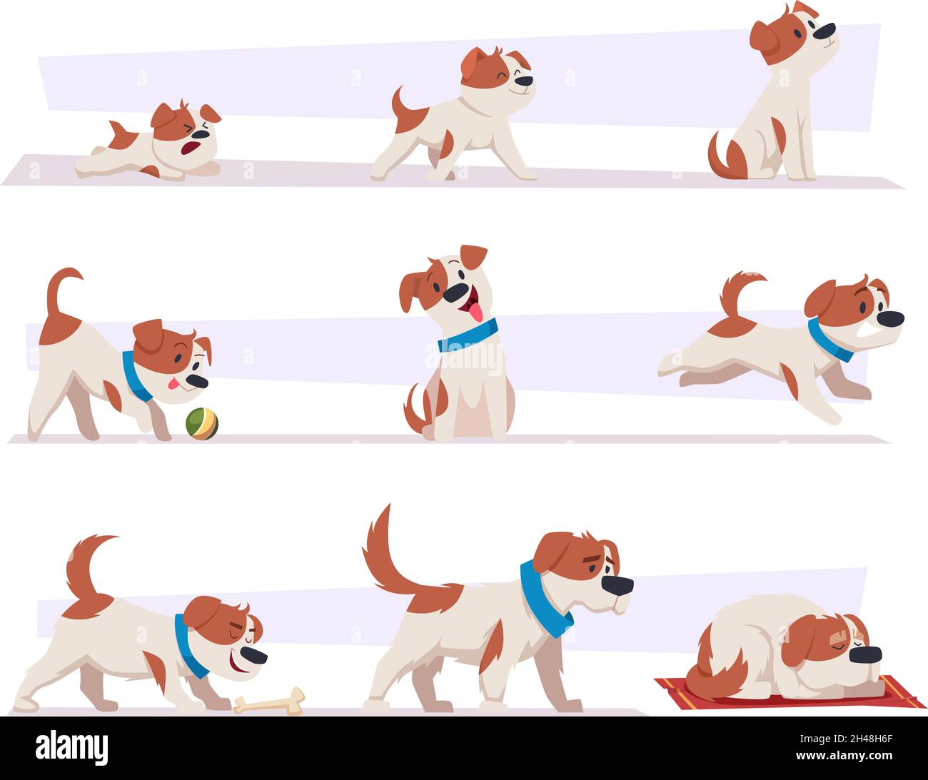 Dog growth stages. Cartoon domestic animal puppy life progress pictures ...