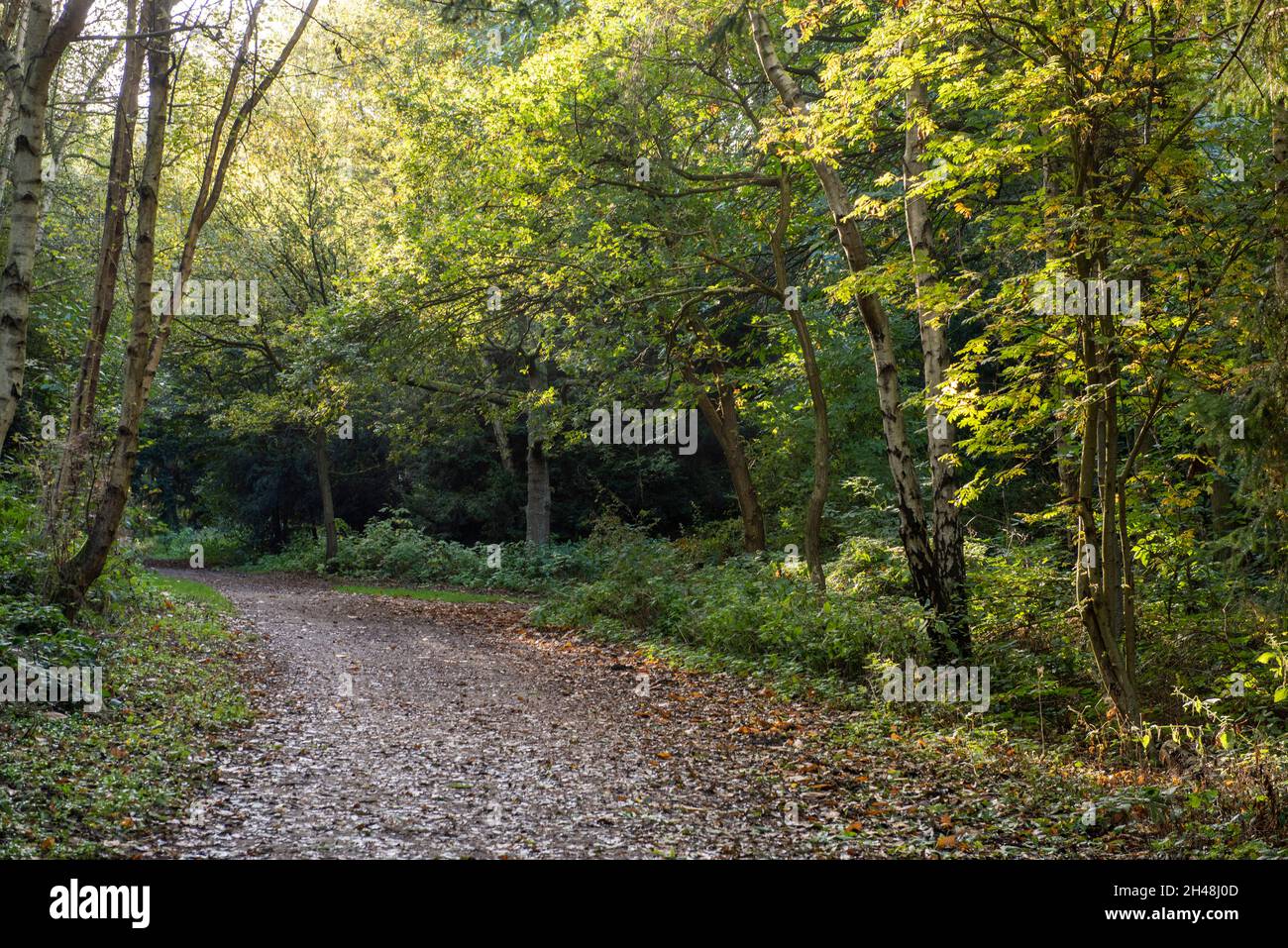 Autumn at Bestwood Country Park, Nottingham Nottinghamshire England UK ...