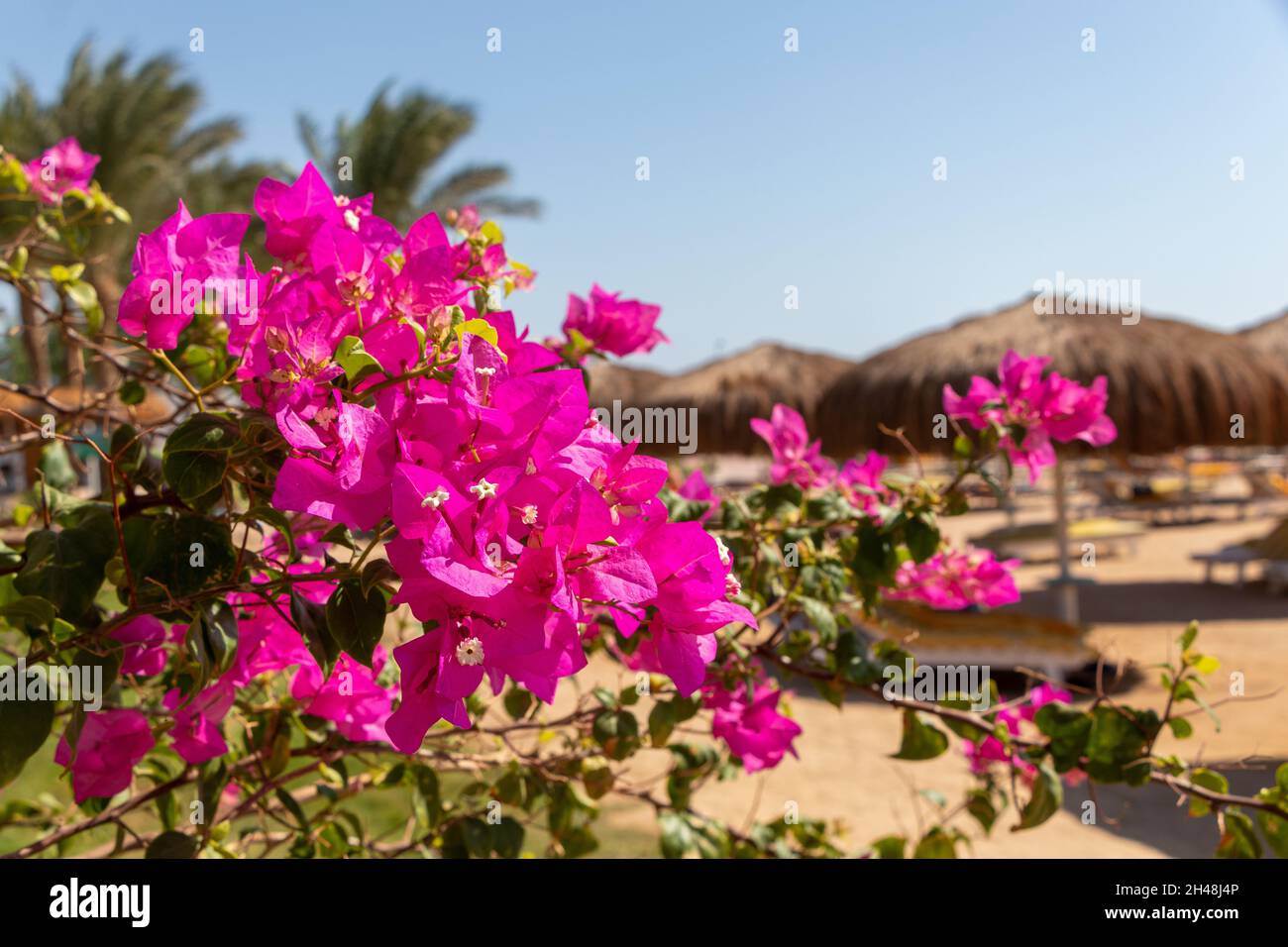 Beautiful background flowers in egypt hi-res stock photography and ...