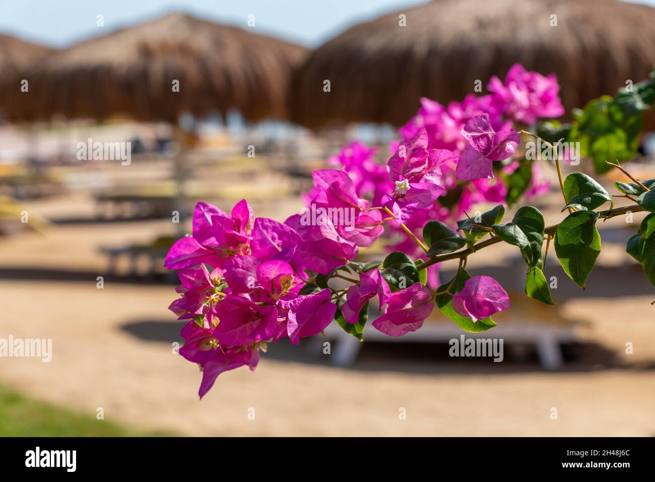 Beautiful background flowers in egypt hi-res stock photography and ...