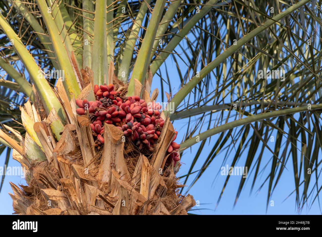 Dates palm branches with ripe dates in Egypt Stock Photo - Alamy