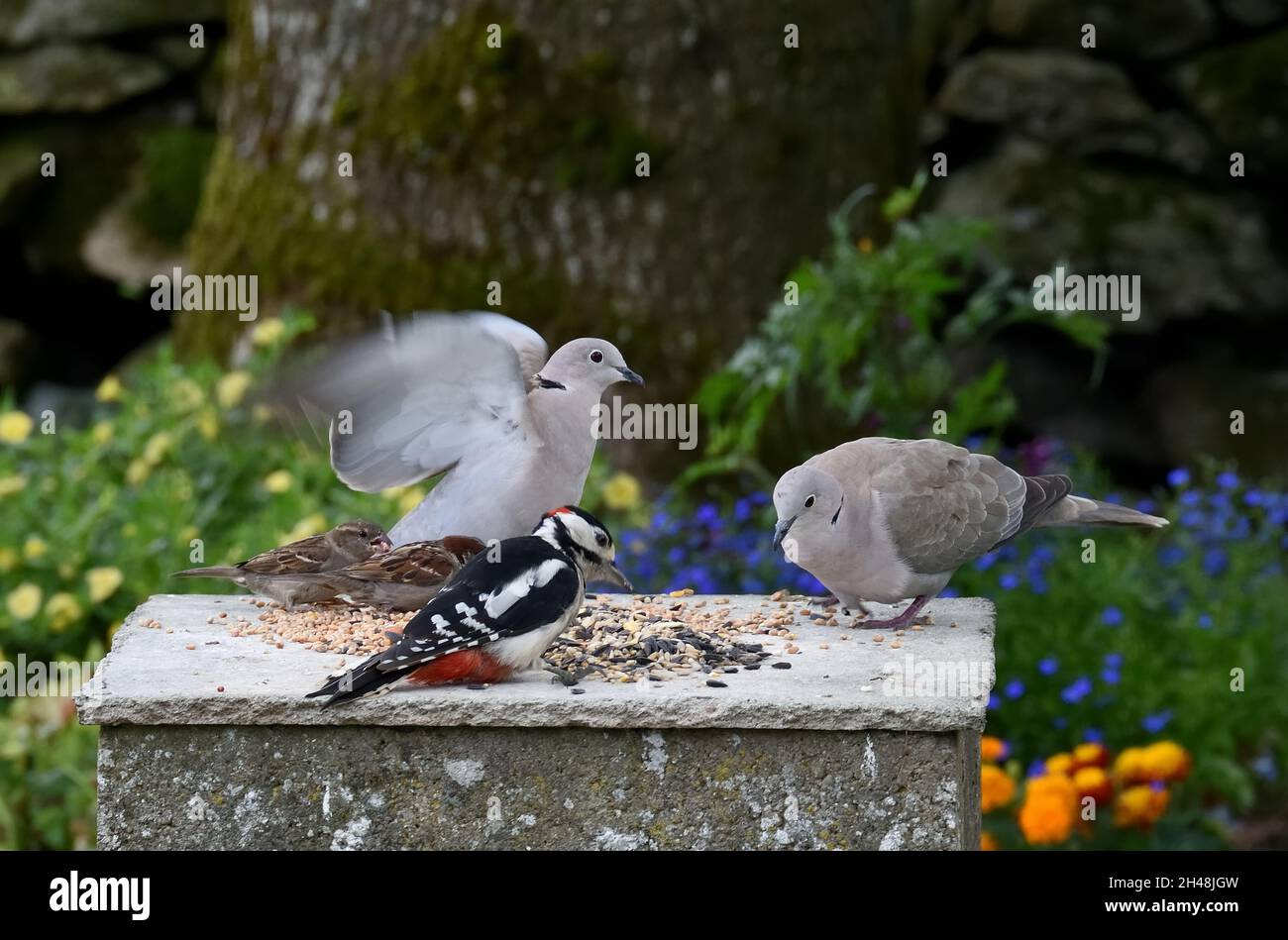 Concrete bird table hi-res stock photography and images - Alamy