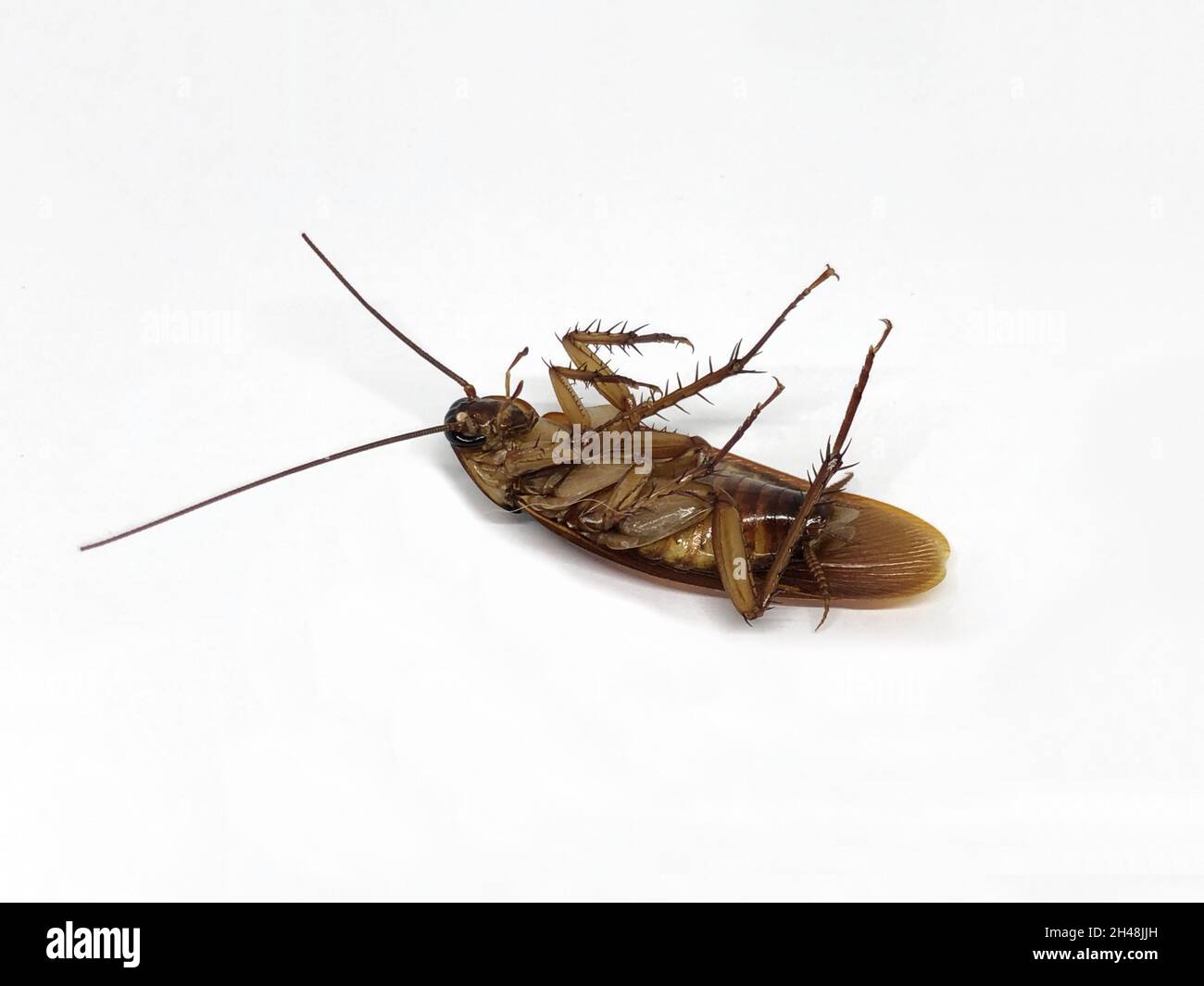 Dead species Cut Out Stock Images & Pictures - Alamy