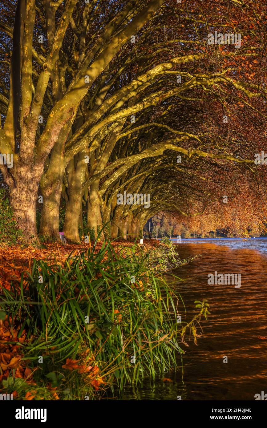 Platana tree hi-res stock photography and images - Alamy