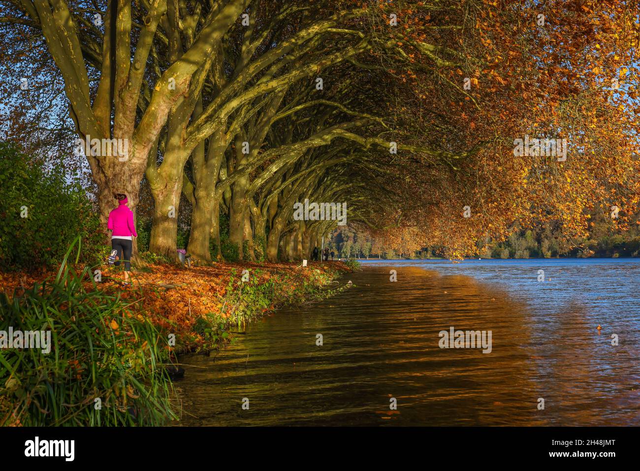 Essen, North Rhine-Westphalia, Germany - Young woman jogging on lake ...