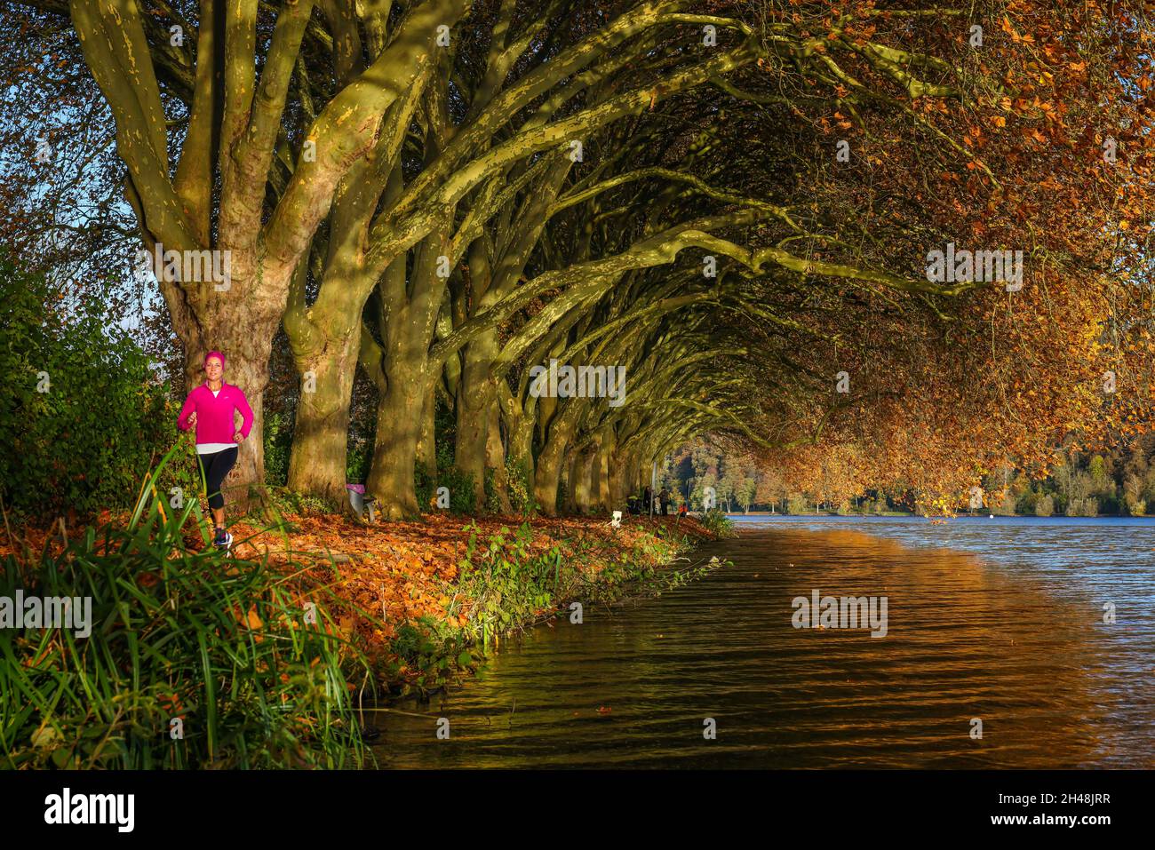 Essen, North Rhine-Westphalia, Germany - Young woman jogging on lake ...