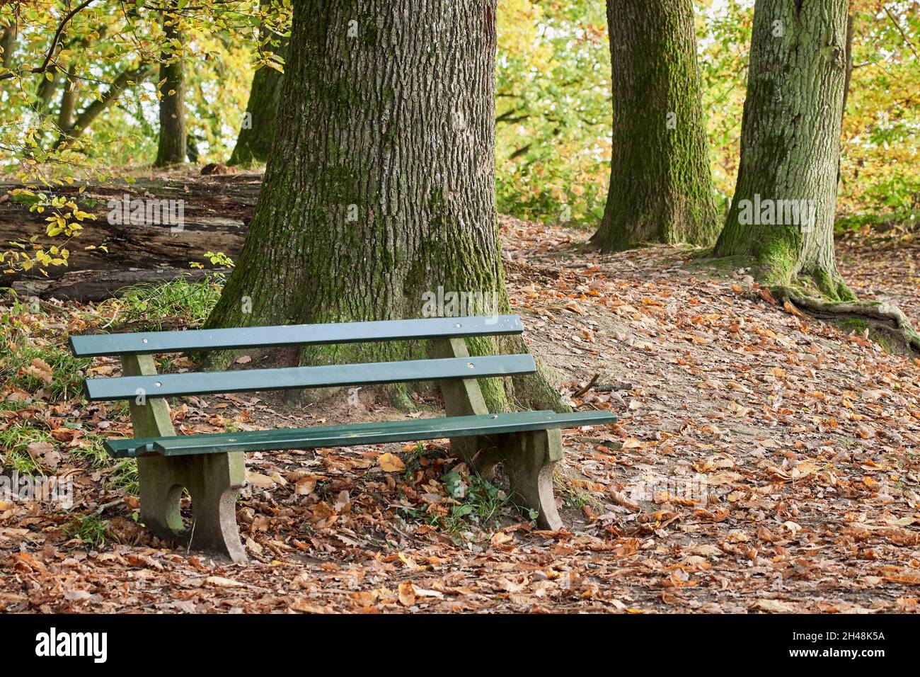 Wooden Bench Trees In Forest Bench High Resolution Stock Photography ...