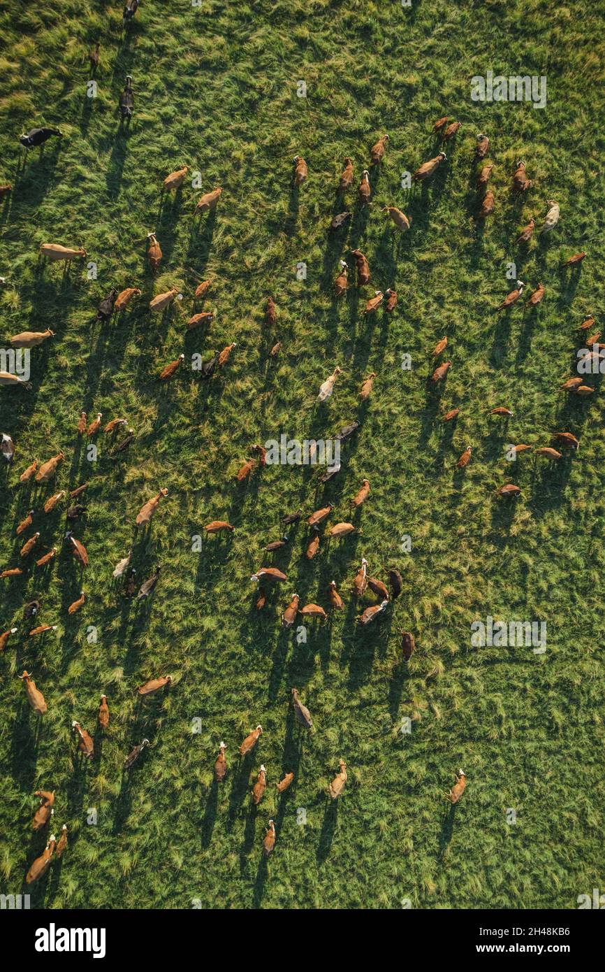 Aerial top-down view over meadow cows showing their long shadows from ...